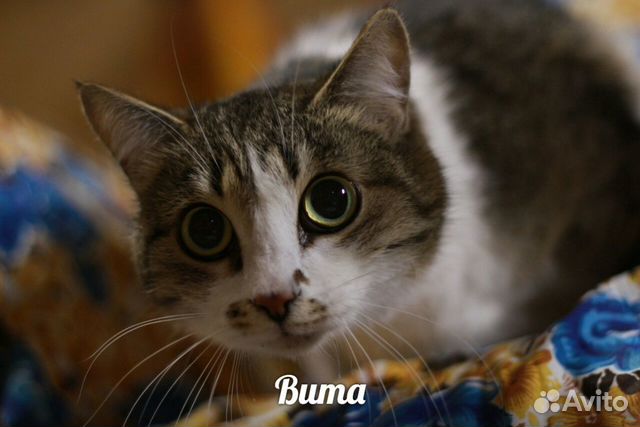 Кошка Вита