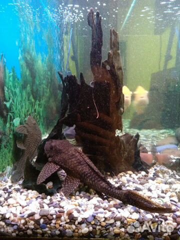 Сом Анциструс, Северум, Лабео