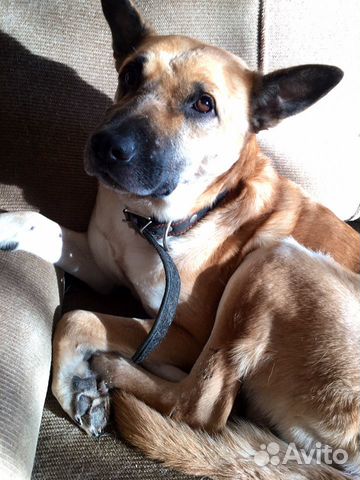 Пёс Рассел в добрые руки