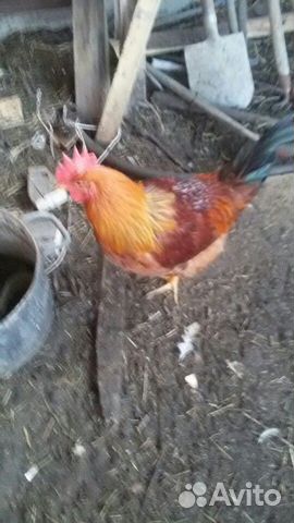 Продам петуха