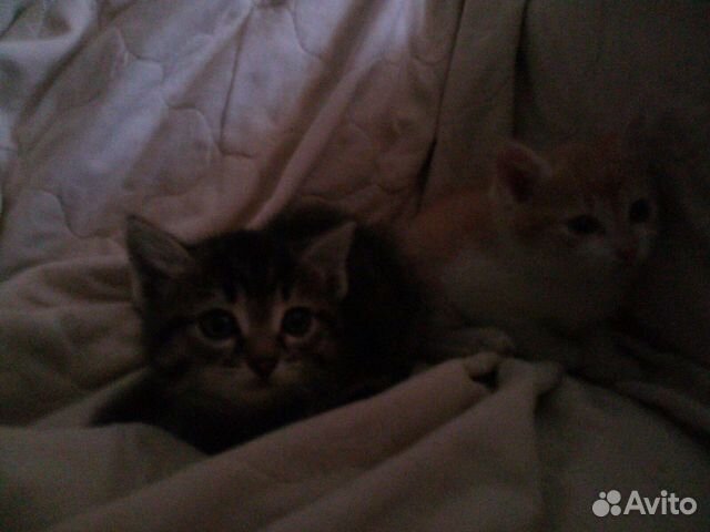 Отдадим котят 2 ш