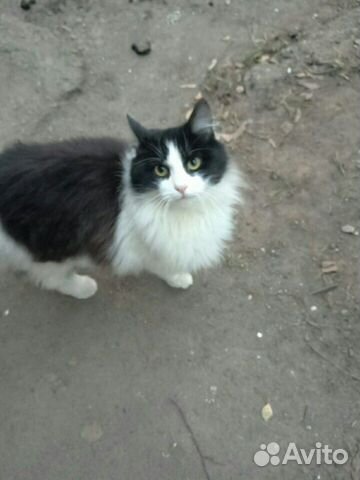 Котята из дома 11 ждут хозяев