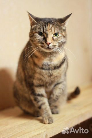 Полосатая очаровашка