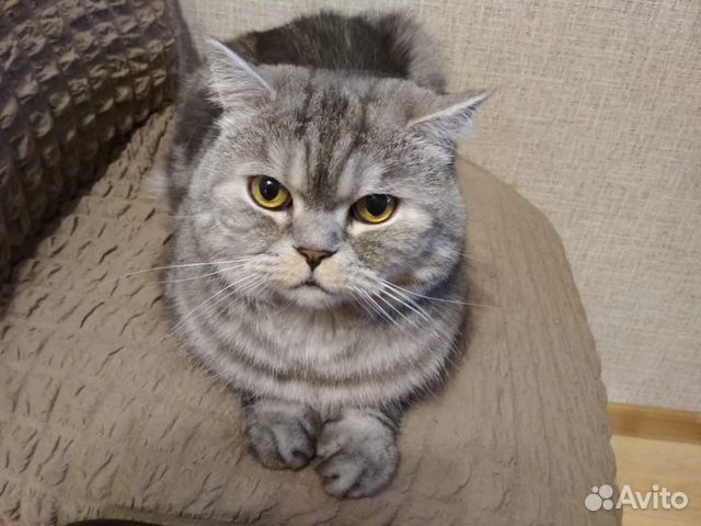 Кошка, британец, отдадим бесплатно, аллергия