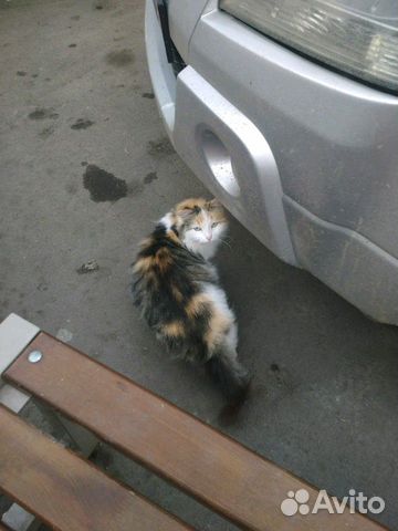 Цветная кошка ищет старых или новых хозяев