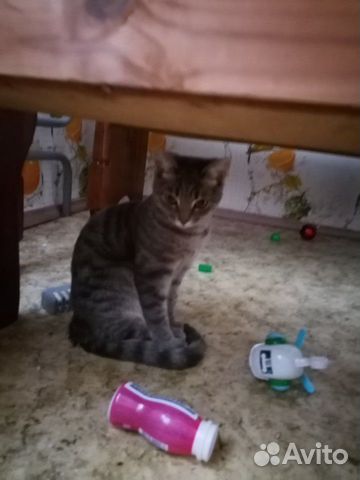 Кошечка.5 мес. Отдадим в хорошие руки в связи с пе