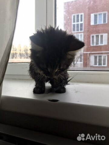 Котёнок, нашла, у себя оставить не могу. Нужны хоз