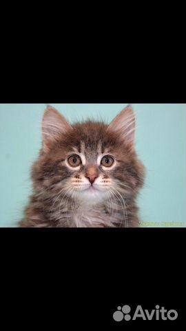 Курильский бобтейл