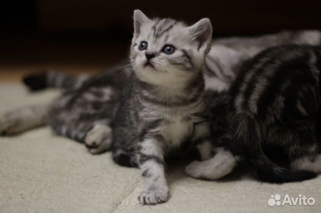 Нарядный мрамор, котята 1,5 мес шотландские