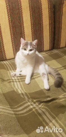 Кошка белая девочка 1год,привита, стерильна