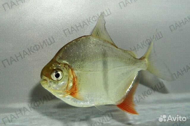 Метиннис и милеус