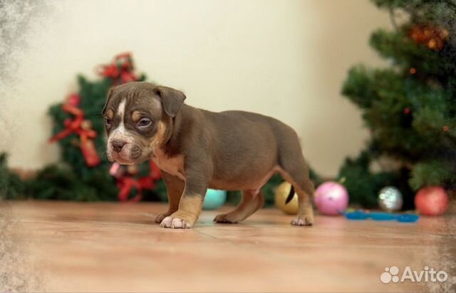 Американский Булли редкого уникального окраса