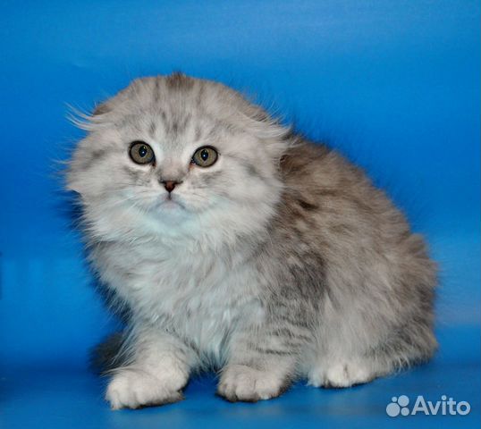 Шотландский 2х месячный котик -хайленд фолд