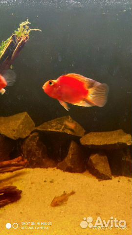 Цихлиды, красный попугай