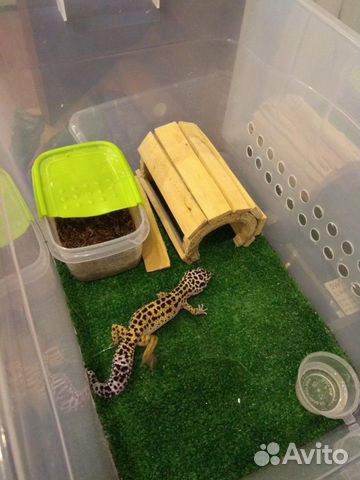 Пятнистый Эублефар, самка