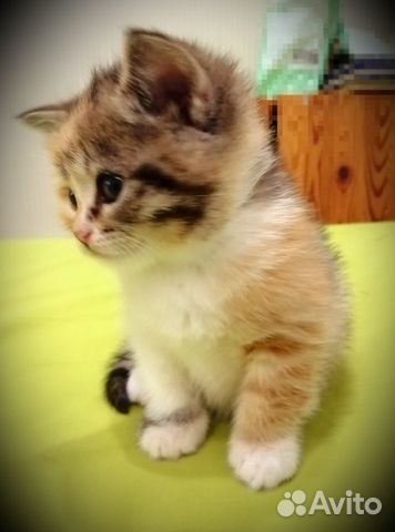 Кошка компаньон