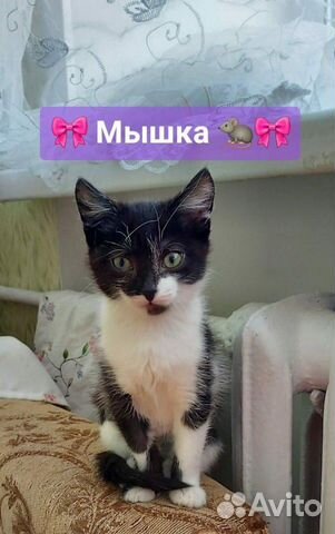 Котенок по кличке Мышка) 3 месяца