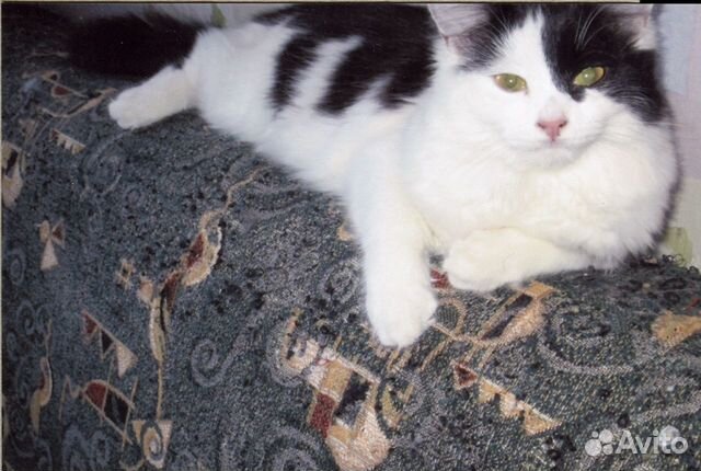 Молодая кошка, передам хорошим людям