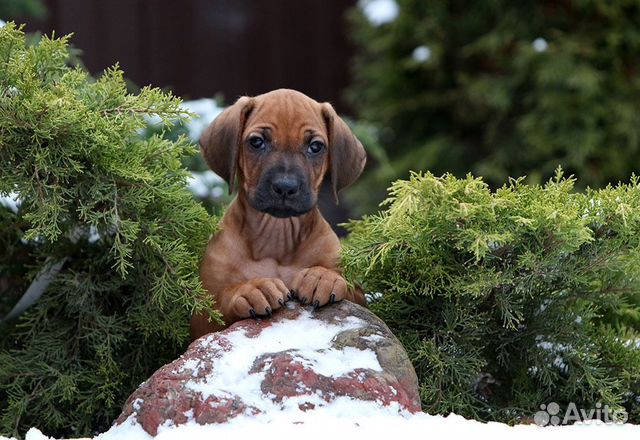 Родезийский риджбек щенок-девочка