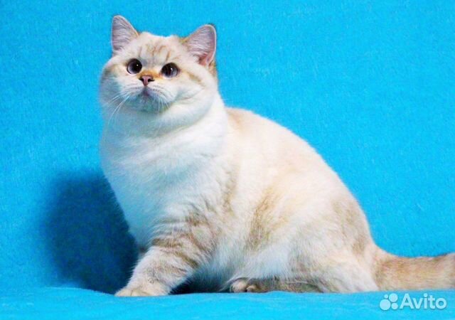 Британские котята