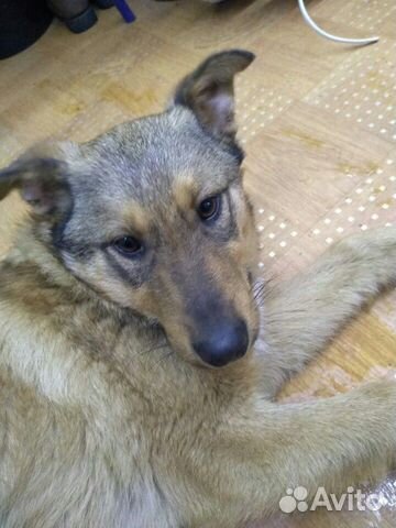 Щенок кобель для охраны и души