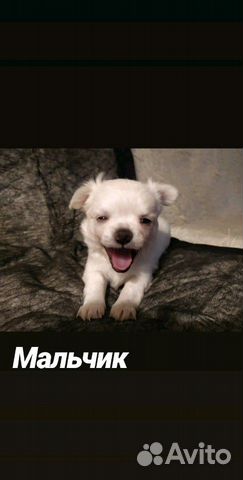 Чихуахуа