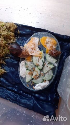 Улитка ахатина иммакулята