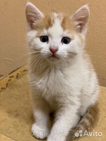 Милые котята 1,5 месячные