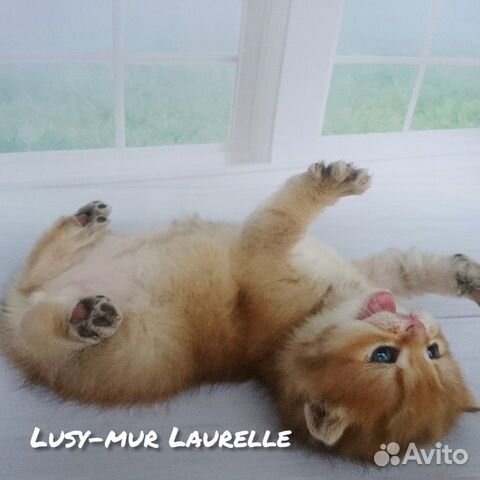 Золотая шиншилла девочка bri ny11