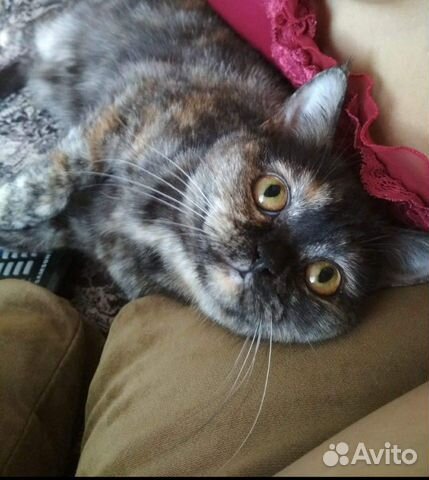 Кошка приглашает на вязку