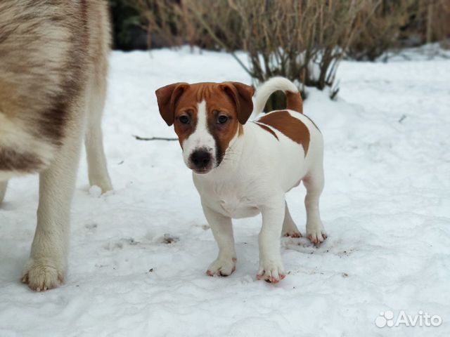 Мальчик дрт