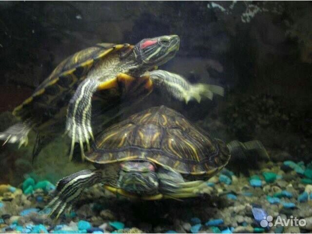 Отдам двух черепах