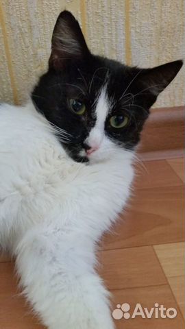 Черно-белый сонный бублик по имени Ива ищет дом