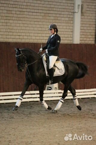 Продаётся спортивная лошадь