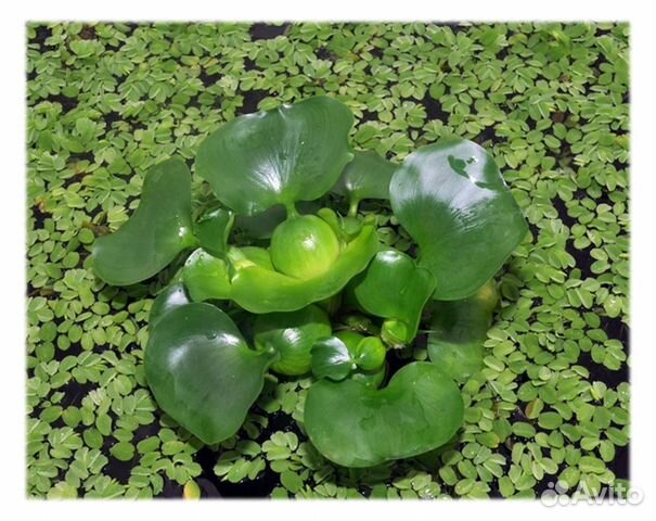 Прополка верхоплавок