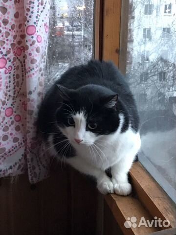 Умерла хозяйка Ищем добрые руки