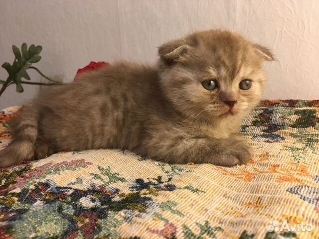 Вислоухий котёнок, мальчик