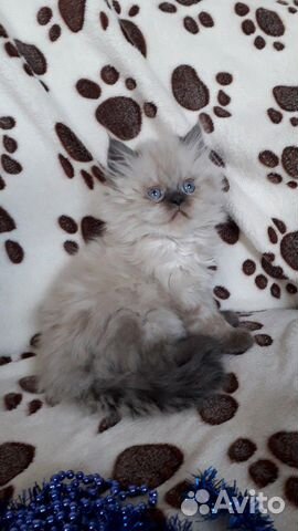 Очаровательный котик