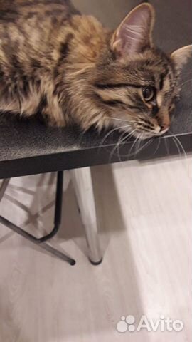 Котёнок Багира