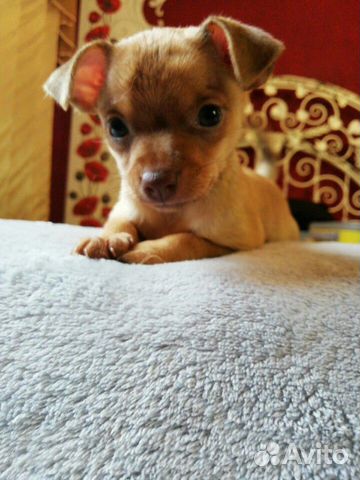 Милая девочка Той-Терьер 6 недель Тула / Москва