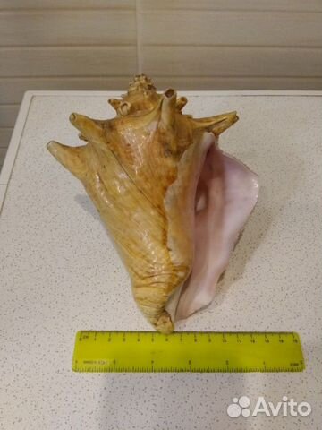 Морские раковины Карибского моря