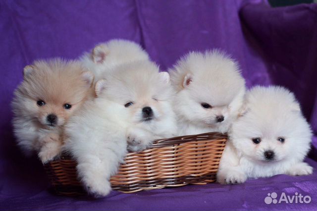 Шпицы-милашки