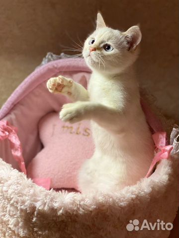 Британская кошечка