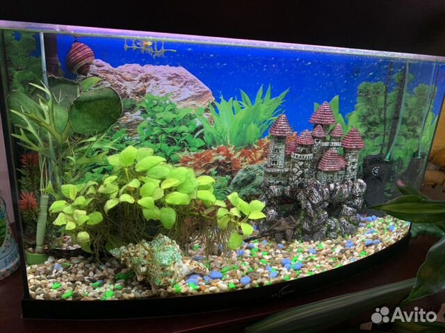 Аквариум с рыбками