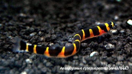 Акантофтальмус