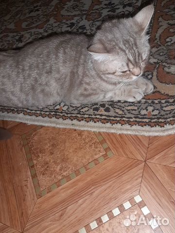 Кошка