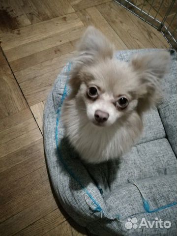 Продаётся собака немецкий шпиц цвет лиловый соболь