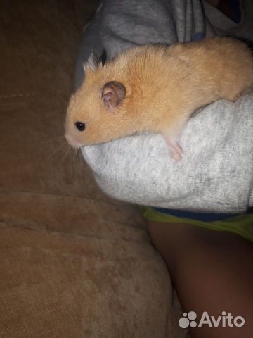 Продаются хомячки сирийцы. на фото мама