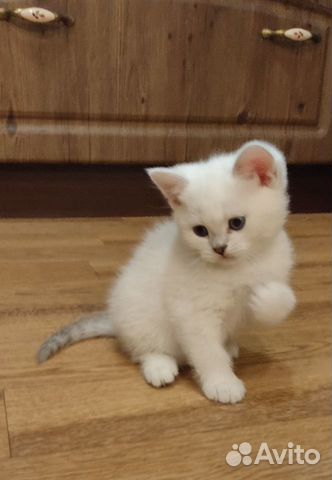 Британские котята - серебристая шиншилла