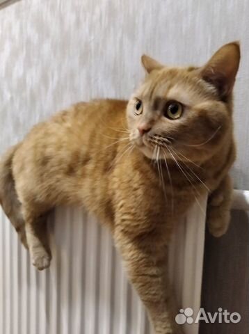 Отдадим котика в добрые руки